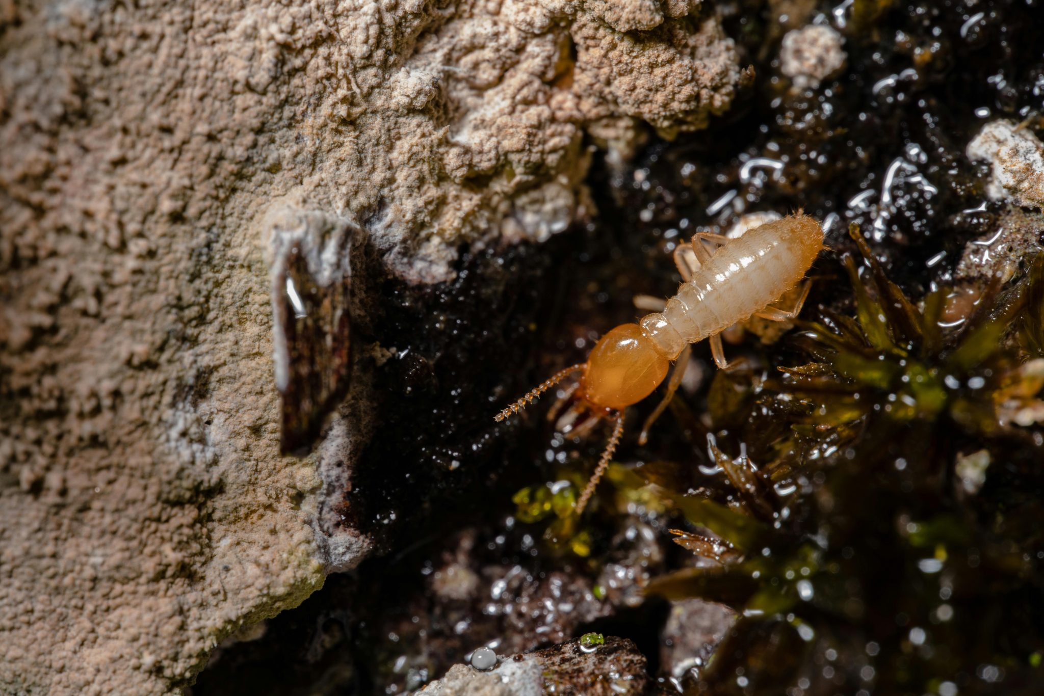 The Ecological Impact of Termites: Tiny Creatures with a Big Role in ...